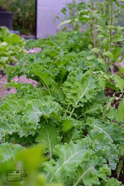 Salată de Kale » Bucătăria familiei mele